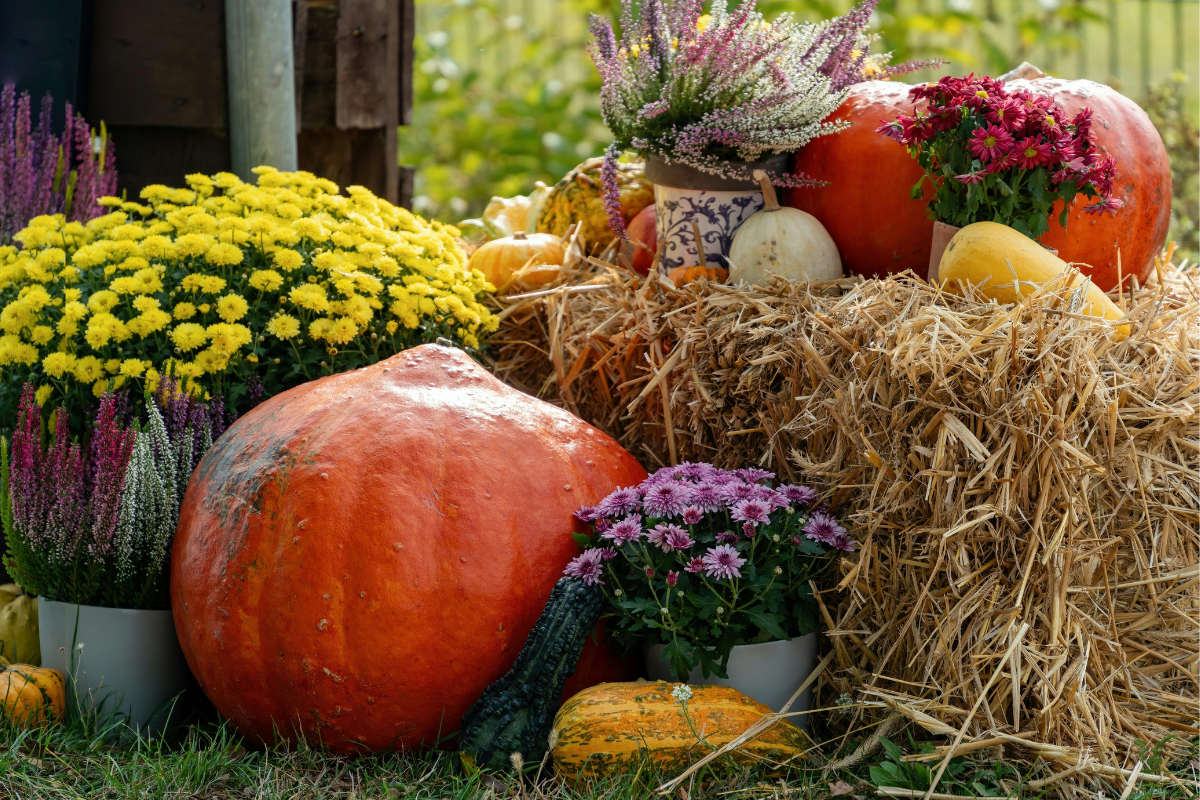 2025 Fall Festivals and Garden Markets in Regina, SK