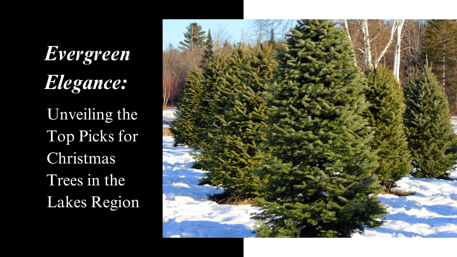 Discover the Finest Christmas Trees in the Lakes Region - Your Guide to ...
