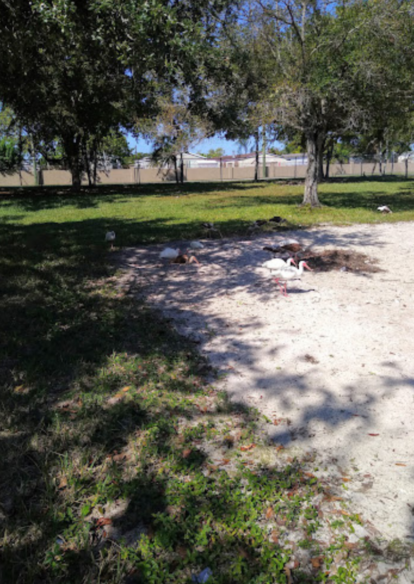 Dog-Friendly Parks In and Around Florida City