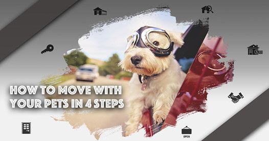 How to Move With Your Pets in 4 Easy Steps