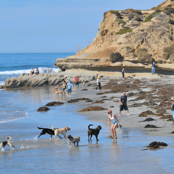 San Diego Dog Beaches and Dog Parks