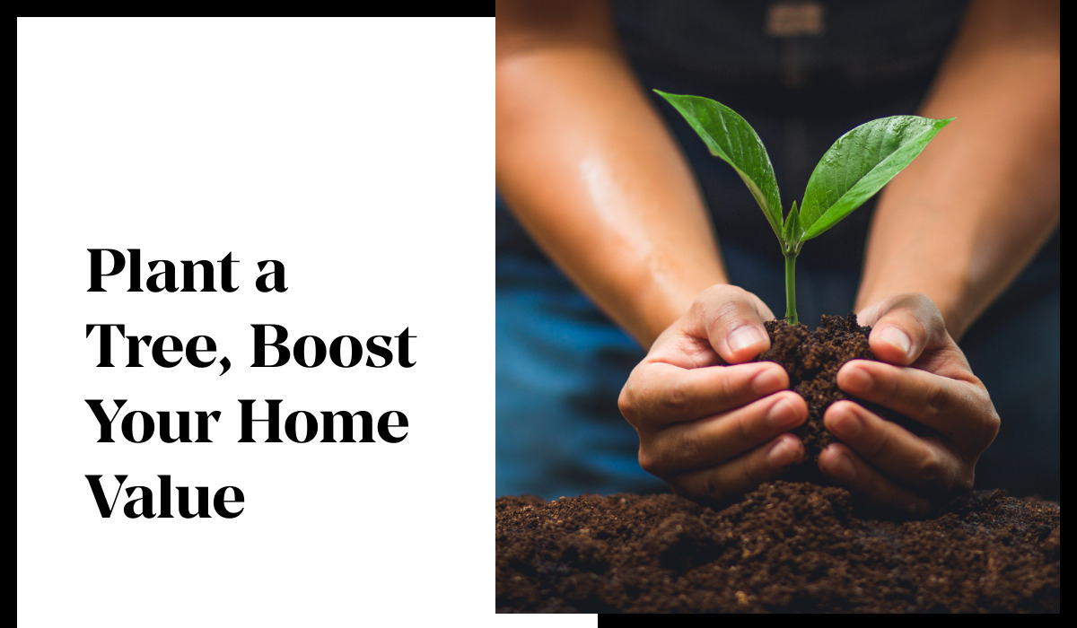 Plant a Tree, Boost Your Home Value
