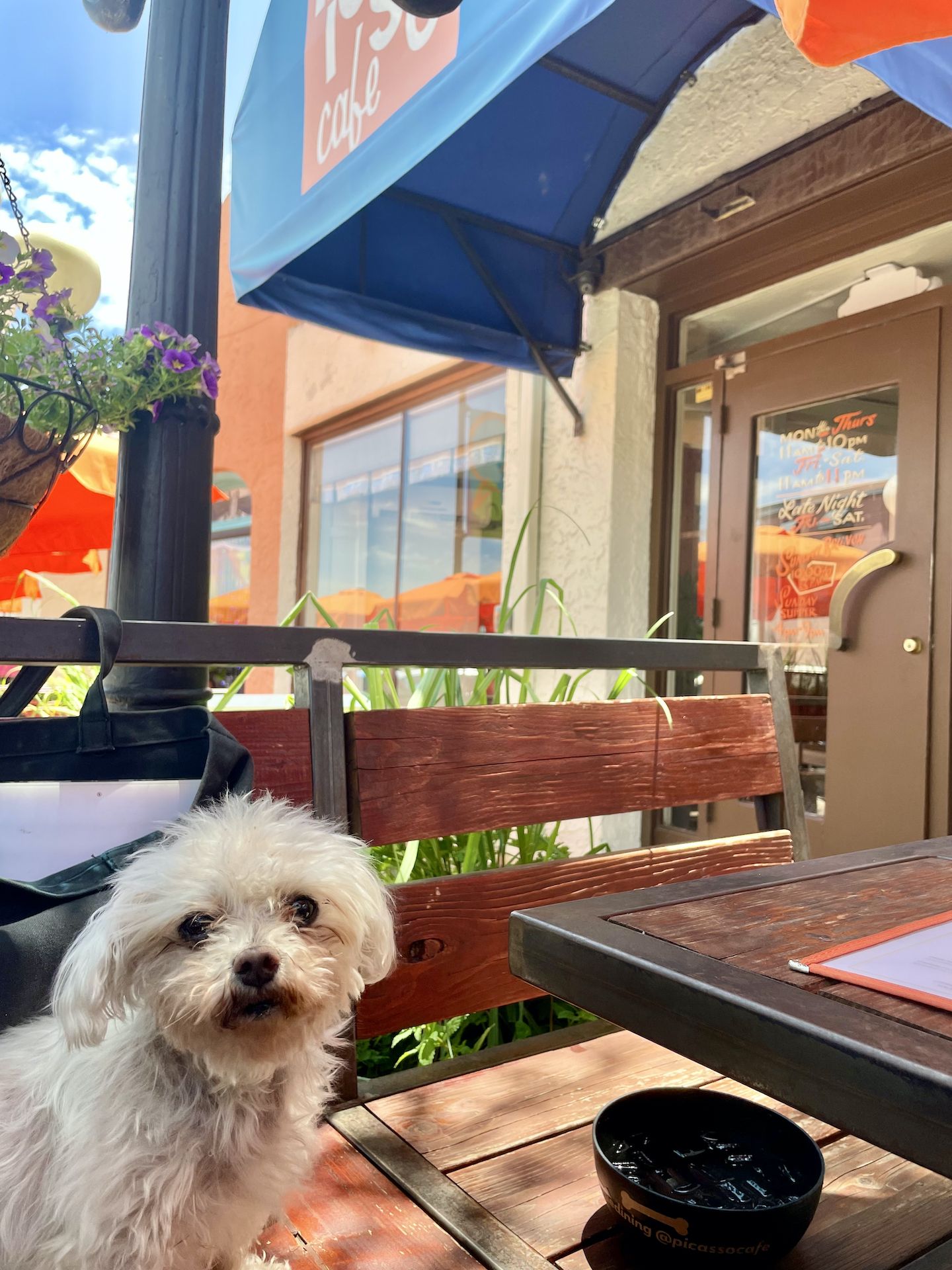 Top 10 Spots to Take Your Dog in OKC