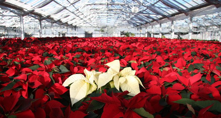 Discover DuPage County in 2018