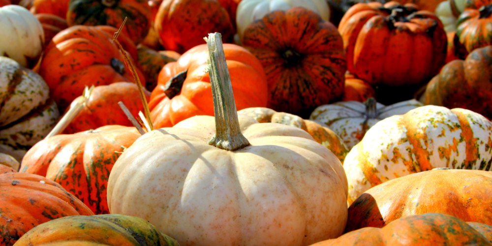 6 Fun Fall Pumpkin Patches & Fall Activities
