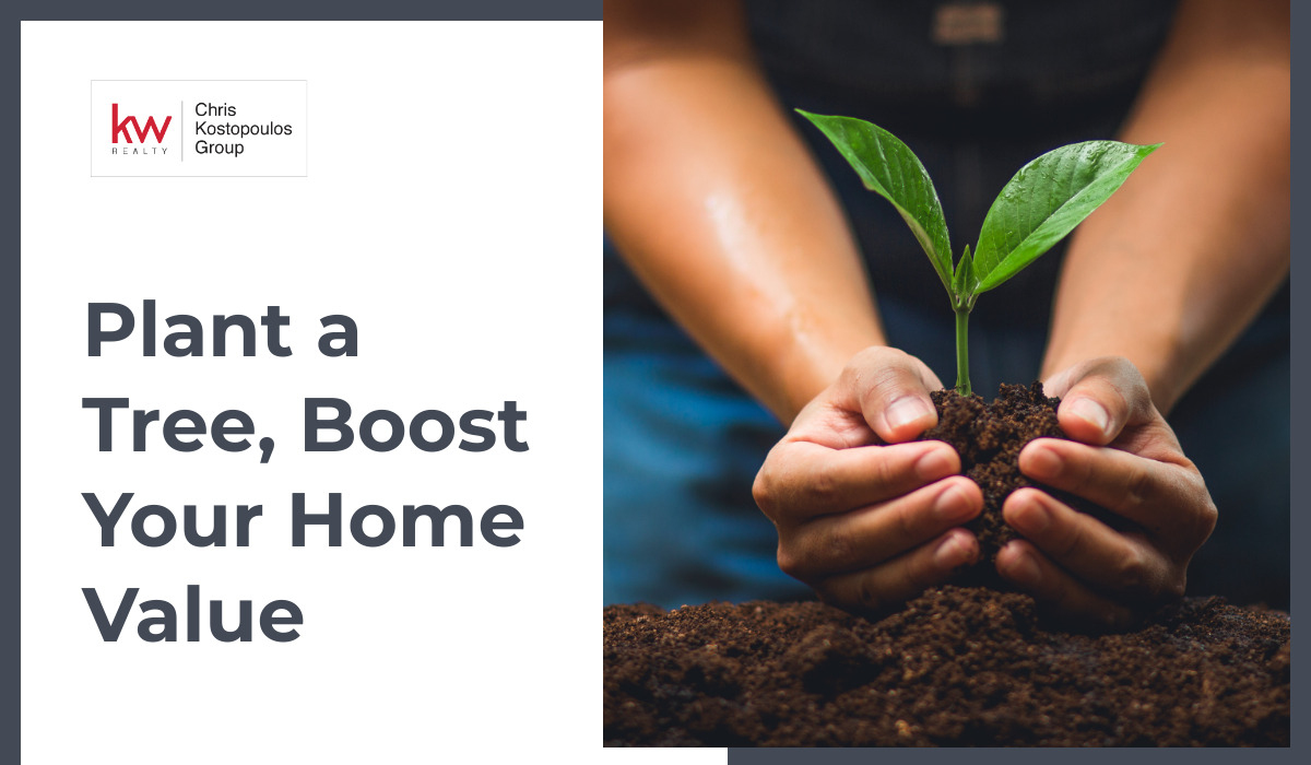 Plant a Tree, Boost Your Home Value