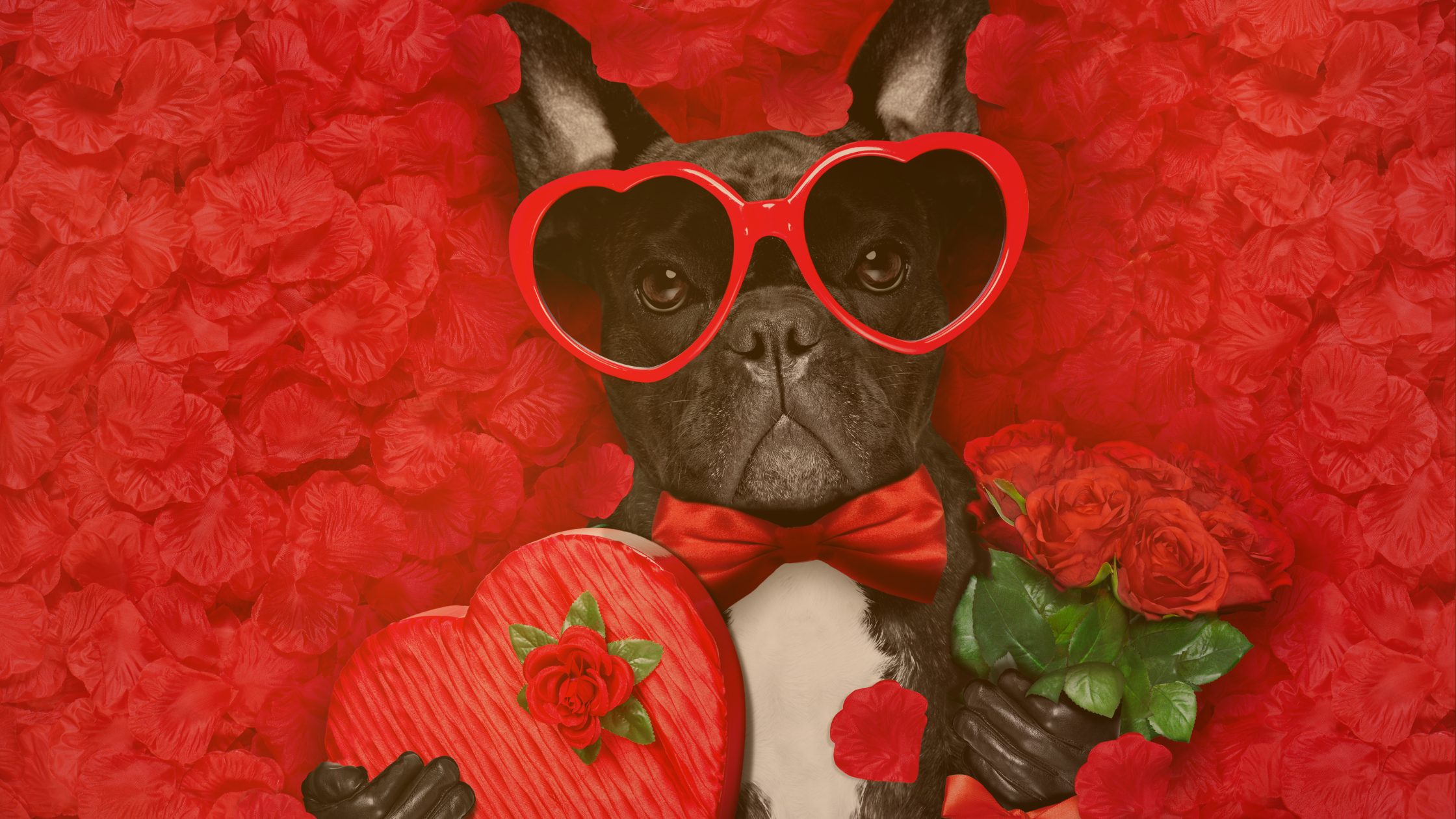 Guide to Valentine's Day in Austin