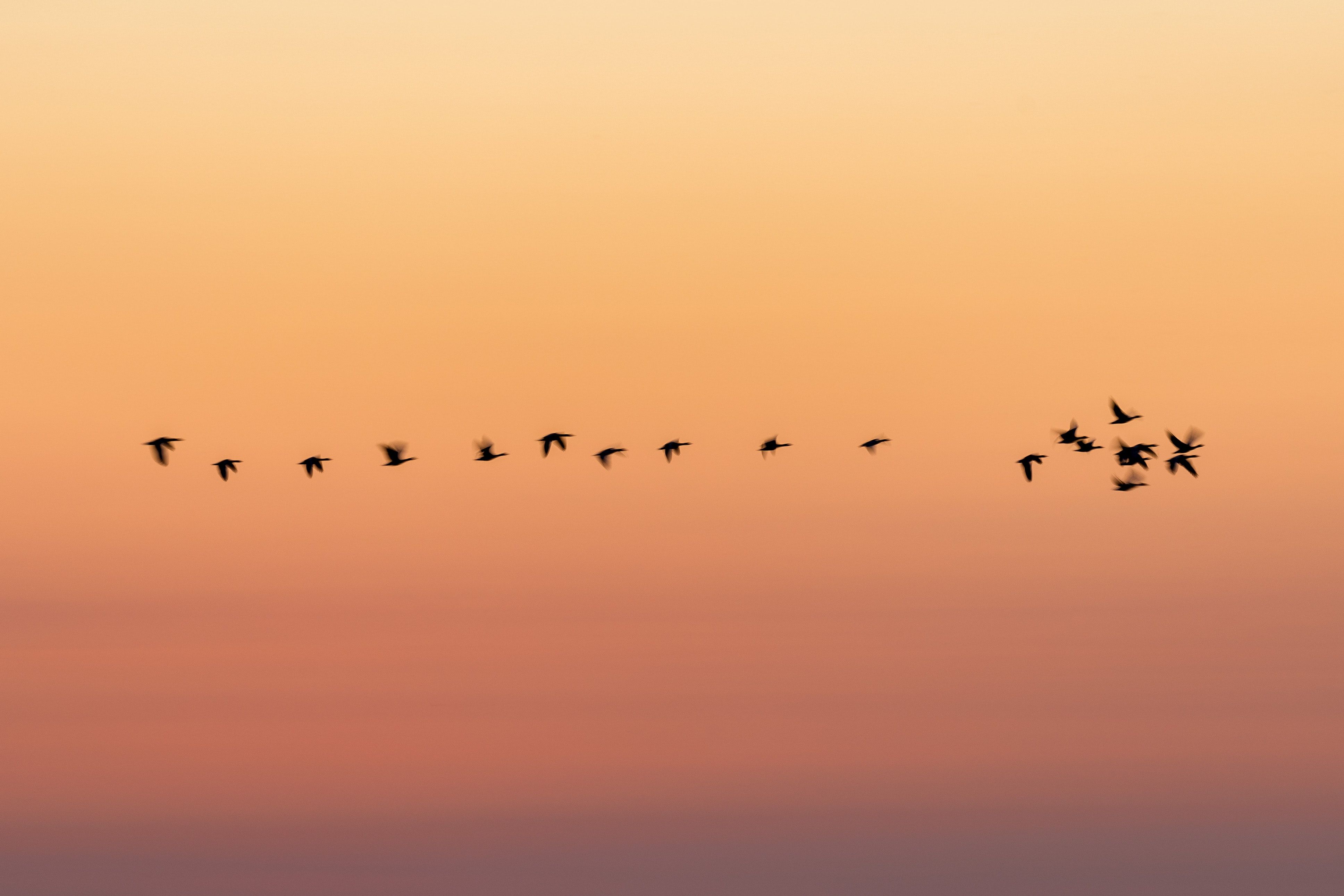 Colorado Spring Bird Migration